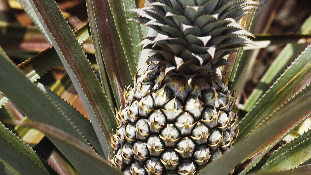 Pineapple hacks to sweeten every bite