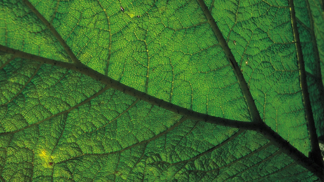 How nature creates color