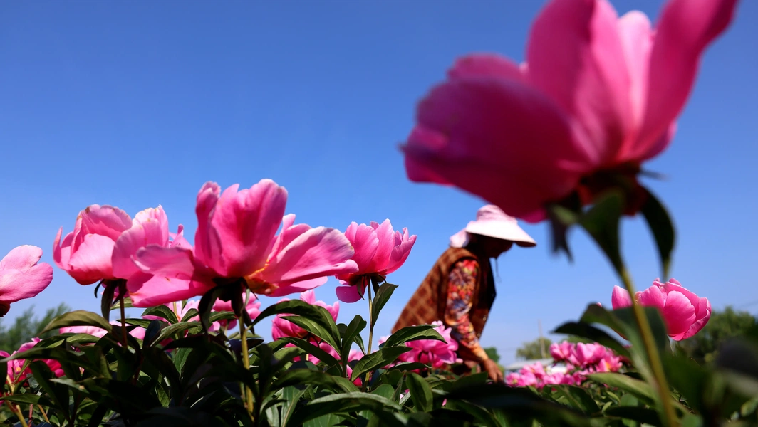 Peony care for healthy blooms next season