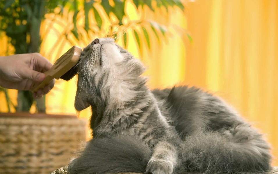 Keeping your cat clean without the drama