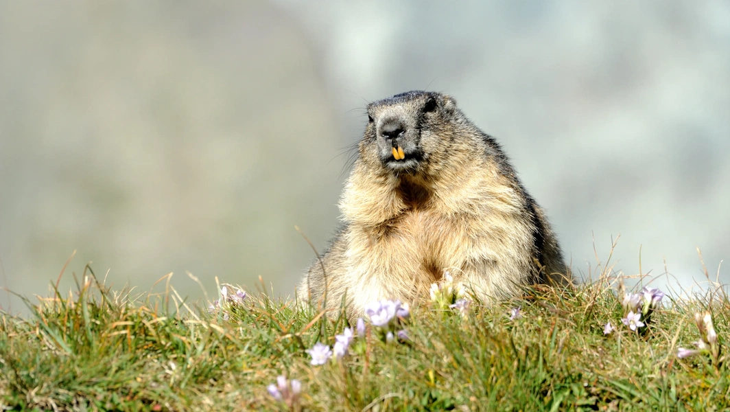 Comprehensive strategies to keep groundhogs away