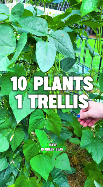 Vertical gardening made easy with a spiral trellis