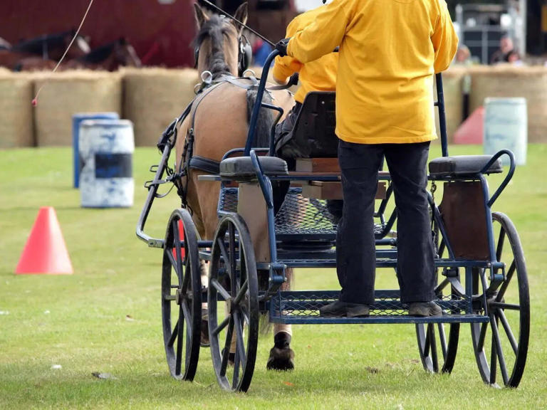 Indian teenager dies in horse carriage accident during his first trip ...