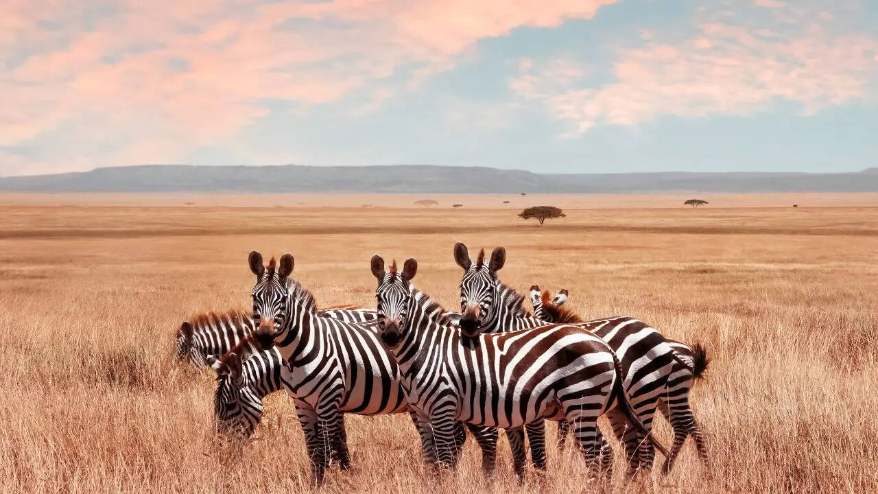 Are zebras black with white stripes or white with black? Here are 6 ...