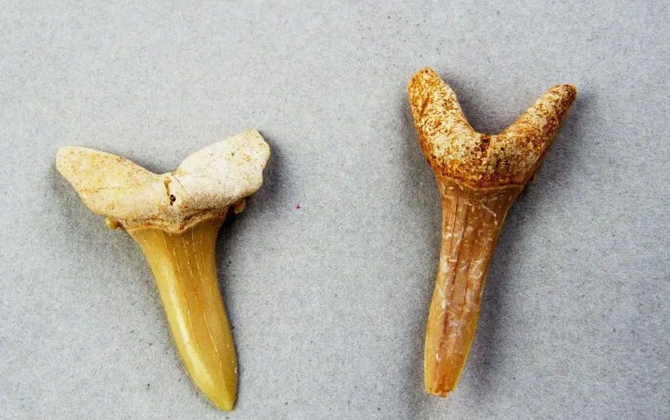 15-million-year-old marine fossils unearthed in Odisha's Baripada