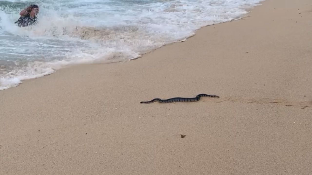 Shocking snake encounter: Beachgoer startled by ocean waves