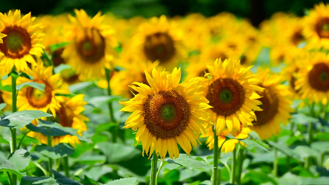 19 flowers for continuous summer and fall color