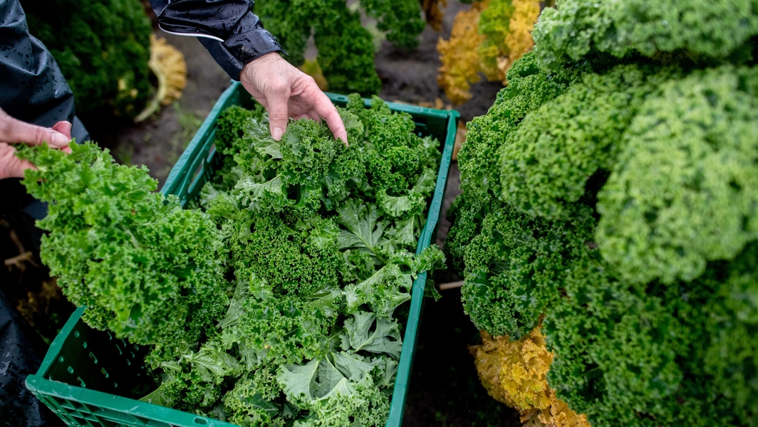 15 cold-hardy vegetables for winter harvests
