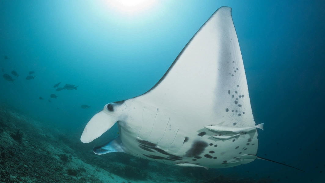 Manta rays stay local and dive deeper in monsoons