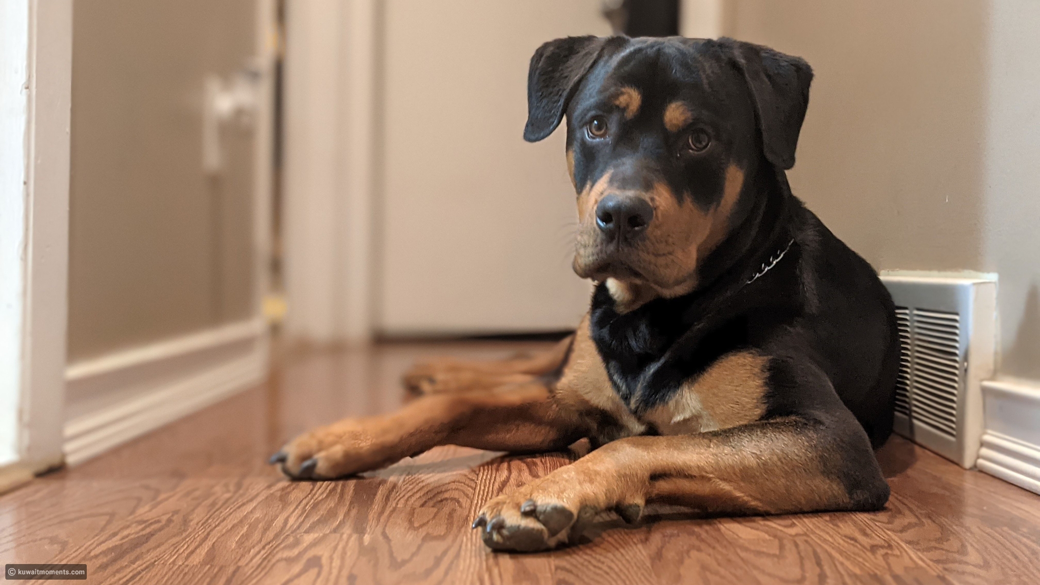 10 protective dog breeds known for their strong bond with children