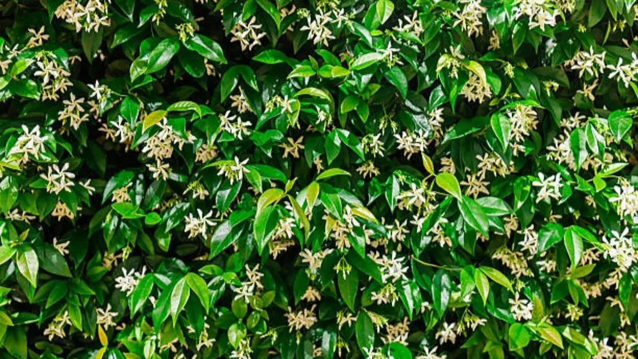 From jasmine to rangoon creeper: 5 flowering vines that make gardens ...