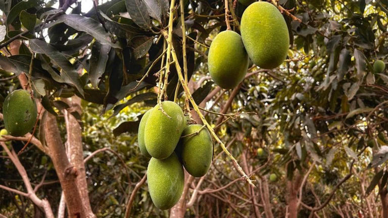 The truth behind India’s 'Rs 2.5 lakh' Japanese Miyazaki mango craze ...