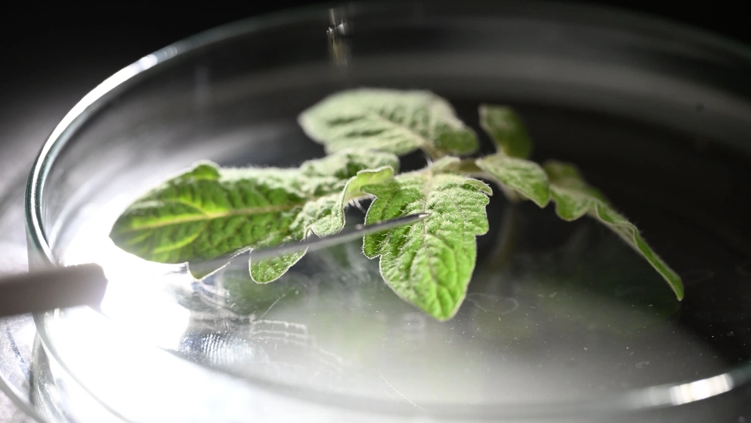 Natural pest control with tomato leaf spray