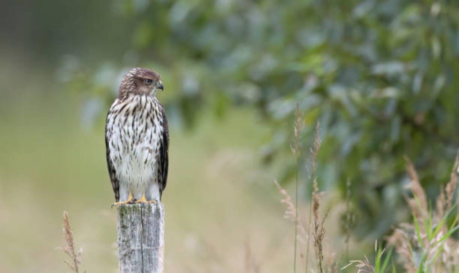 Warsh the hawk is all talk, Pantheon says
