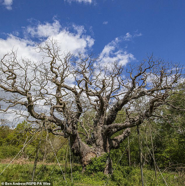 Ancient oak tree linked to Robin Hood legend dies after 1,200 years ...