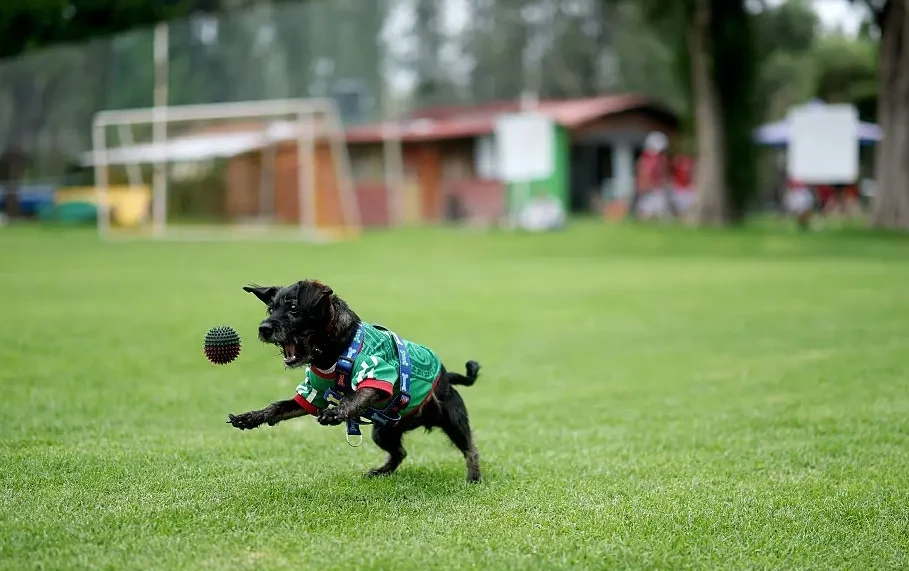 Building trust with your dog through play