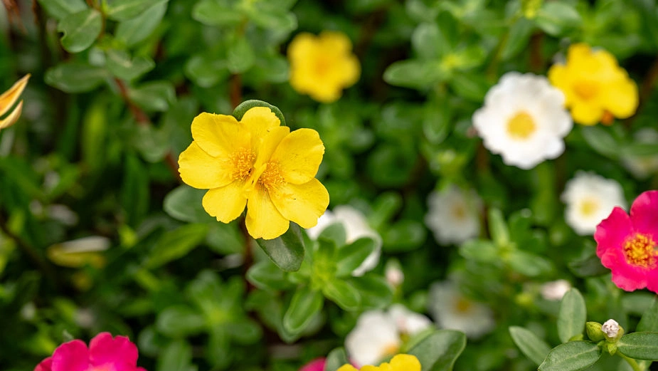6 colorful plants that love sun and resist drought