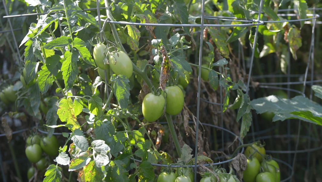 Identifying and addressing yellow tomato leaves