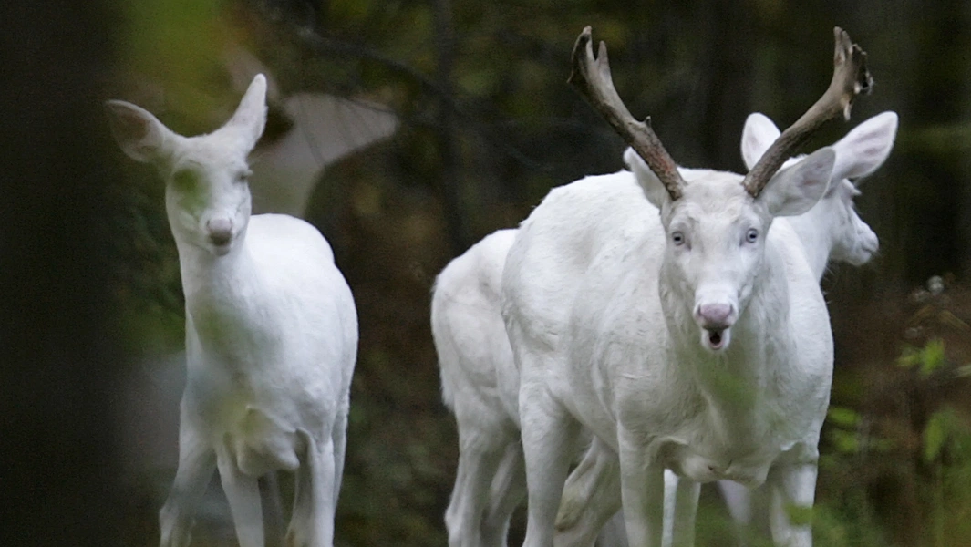 Genetic and environmental causes of animal color variations