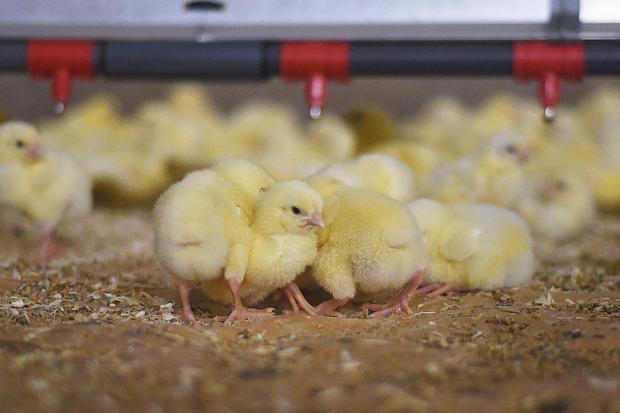 Residents unite to oppose planned factory farm in North Yorkshire