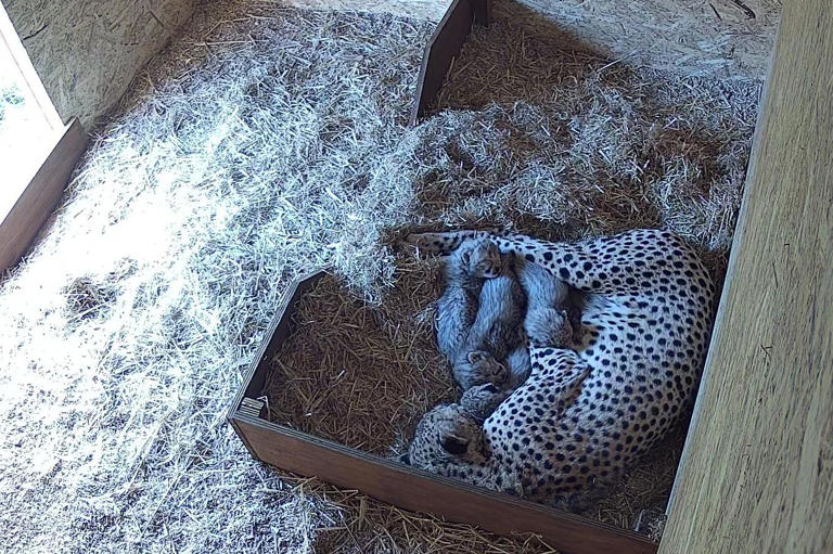 Watch: Seven adorable cheetah cubs born at Whipsnade Zoo