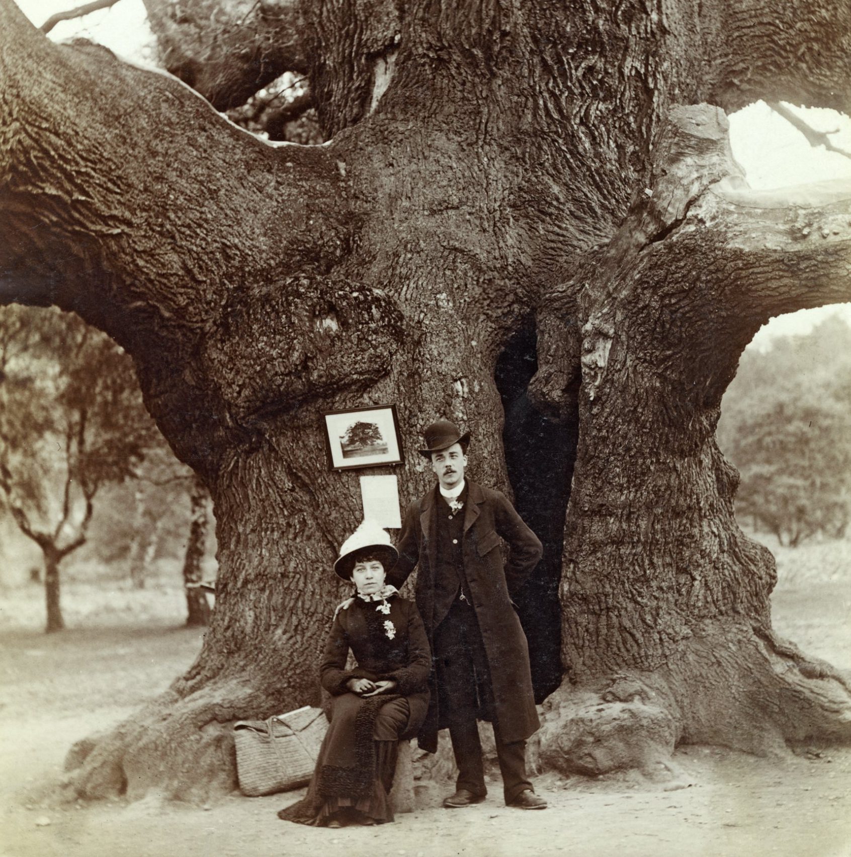 World famous 1,200-year-old Robin Hood tree is dead because of 'too ...