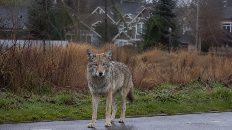 A dangerous tapeworm in Pacific Northwest coyotes raises a wildlife ...