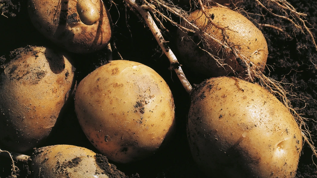 Piercing potatoes: Safety, texture, and cooking myths