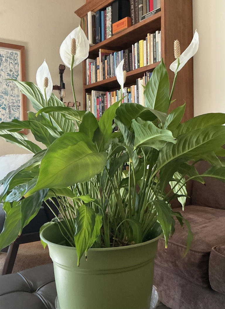 The peace lily | Red Bluff Garden Club