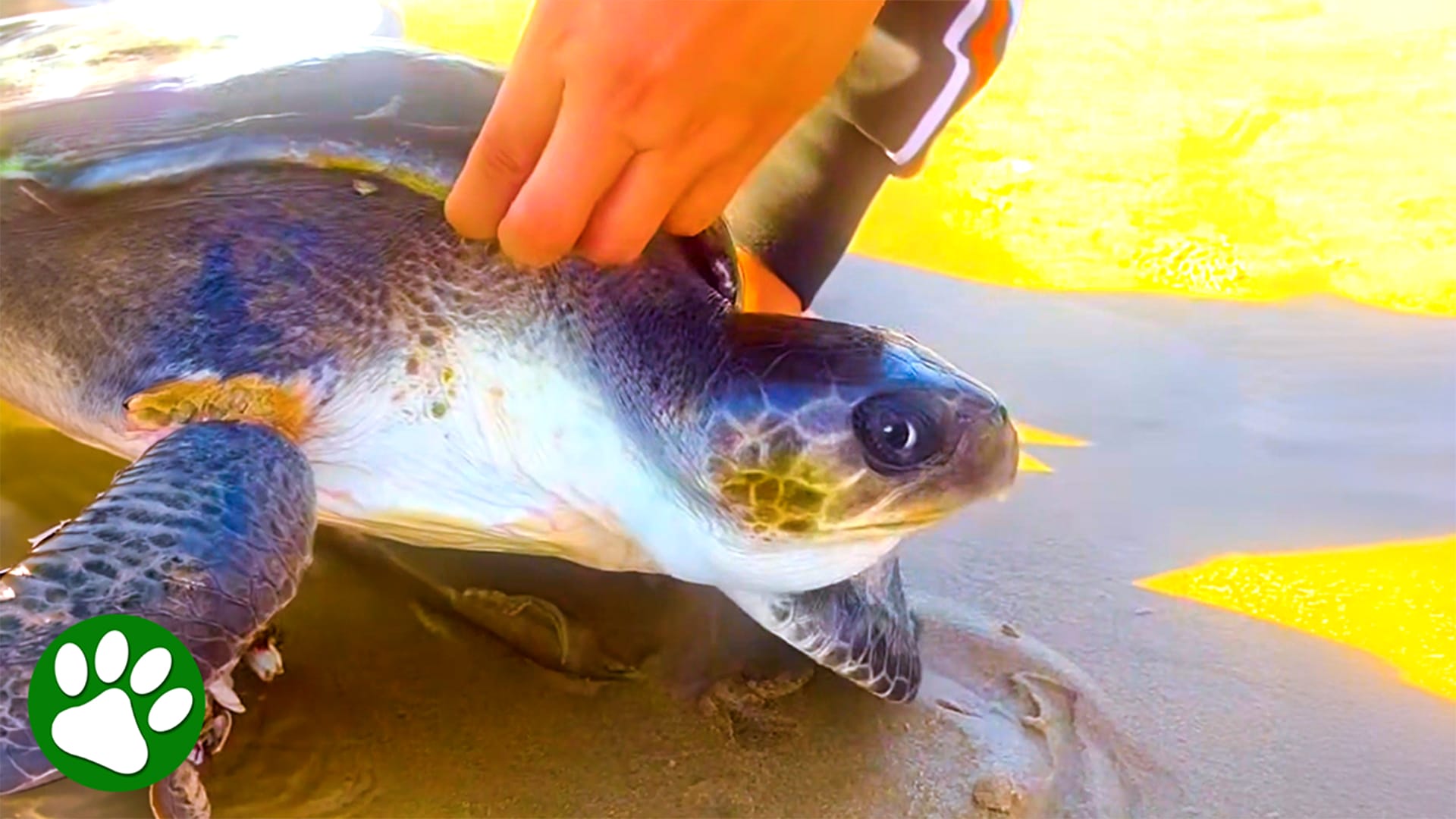 Two Kind Fishermen Rescue Entangled Turtle