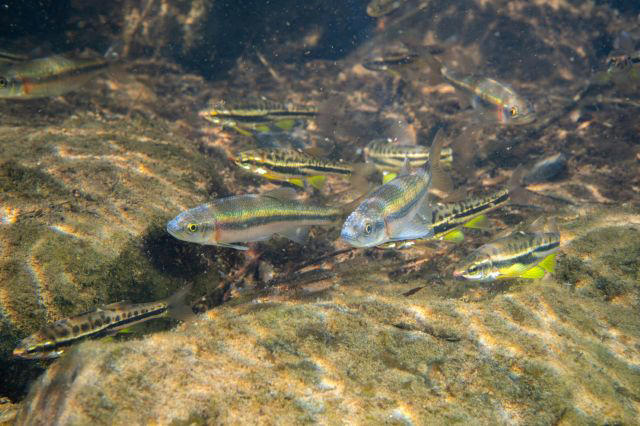 For first time in 20 years, Colorado stocks 18,000 fish biologists call ...