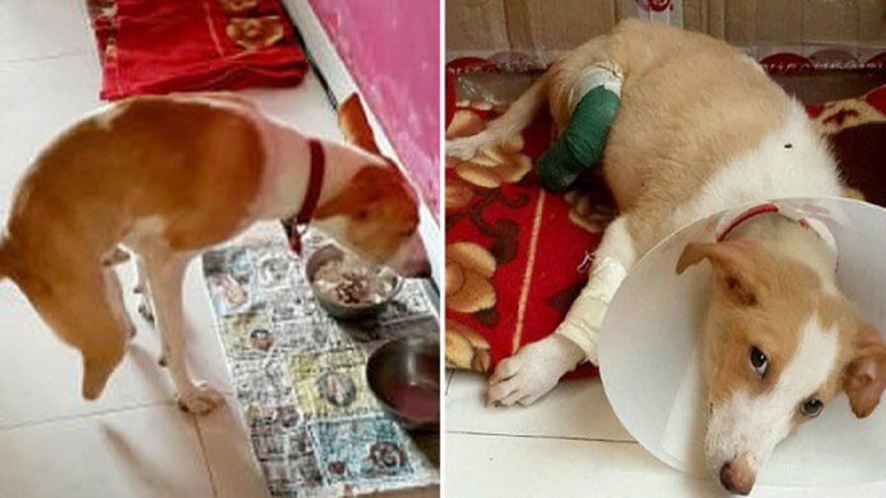 Sick person amputates dog’s rear legs in an attempt to become a vet