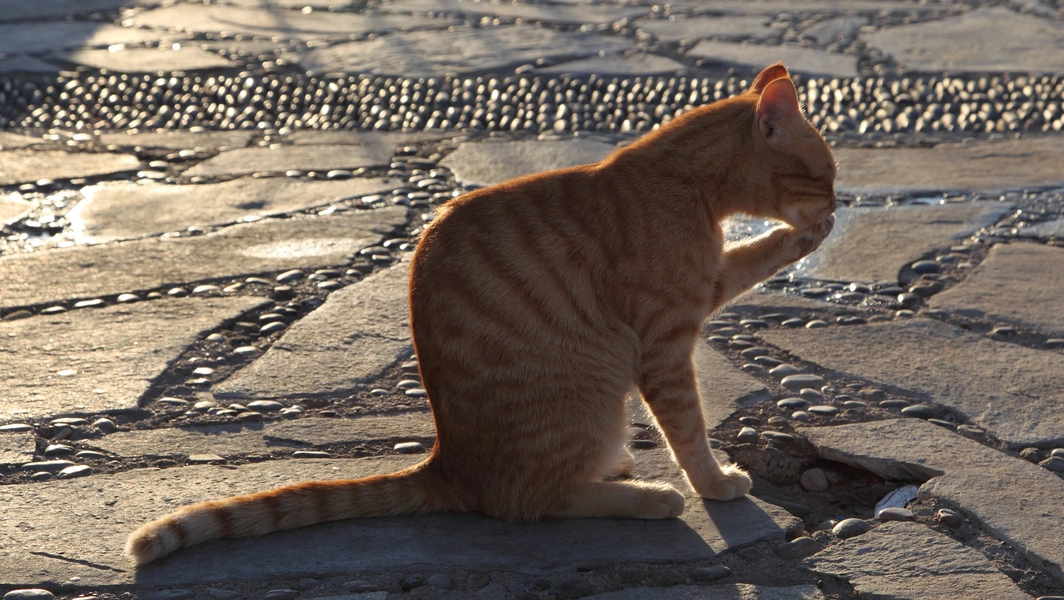Genetics, traits, and culture of orange cats