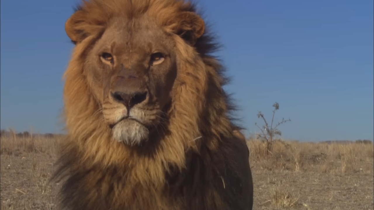 This predator sleeps 20 hours a day – then becomes a killing machine