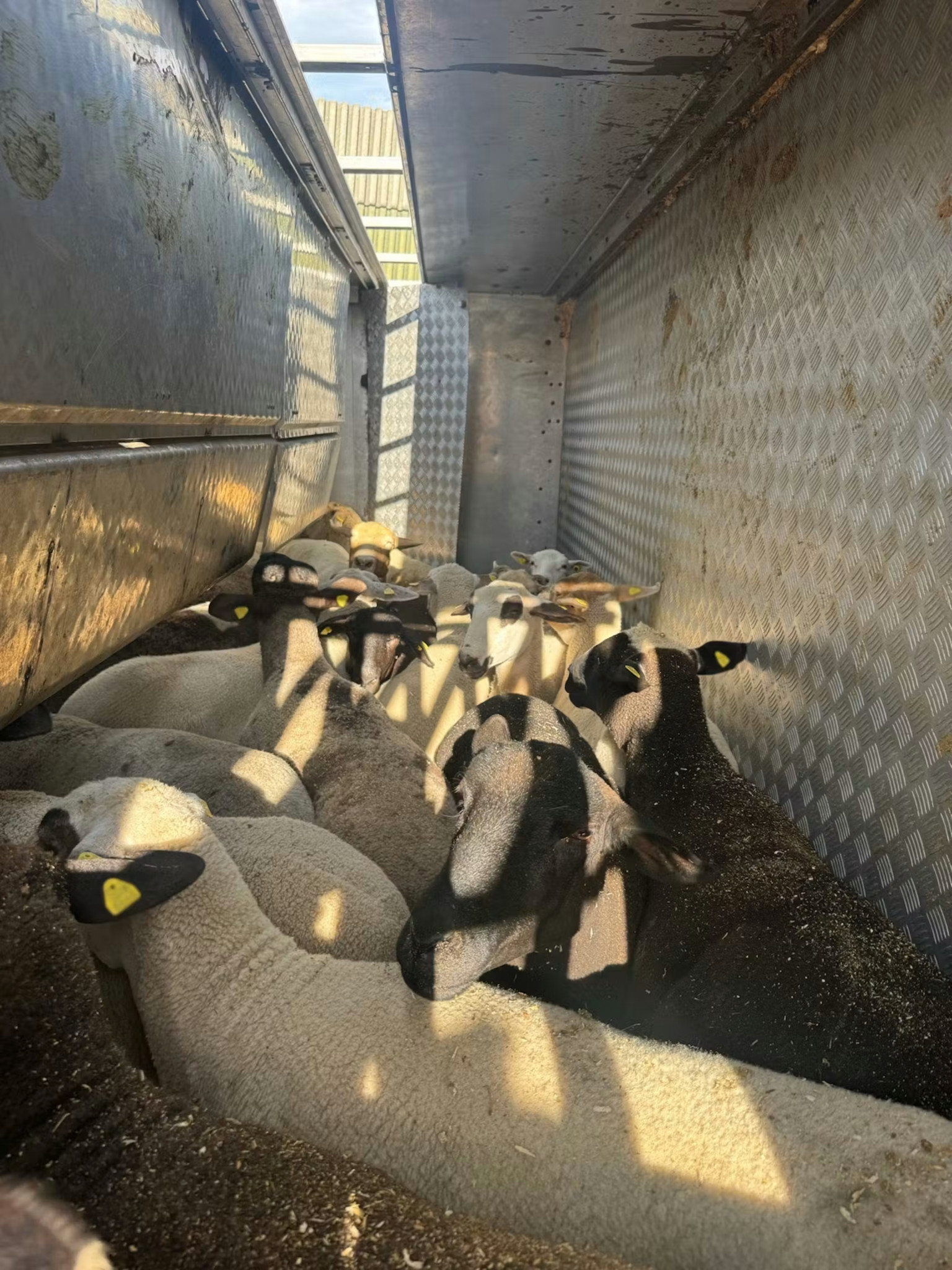 Une remorque chargée de moutons se renverse sur l’A1