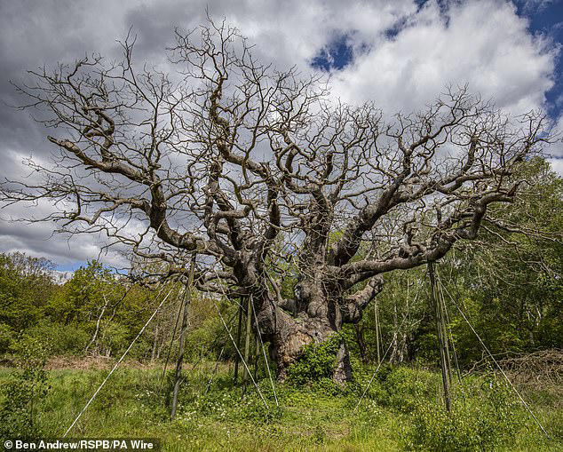 Ancient oak tree linked to Robin Hood legend dies after 1,200 years ...