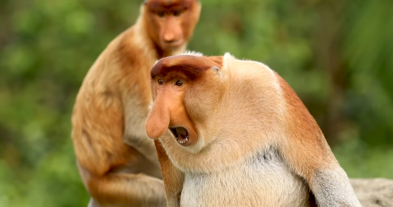 Observa lo que pasa cuando el mono con la nariz más grande busca pareja