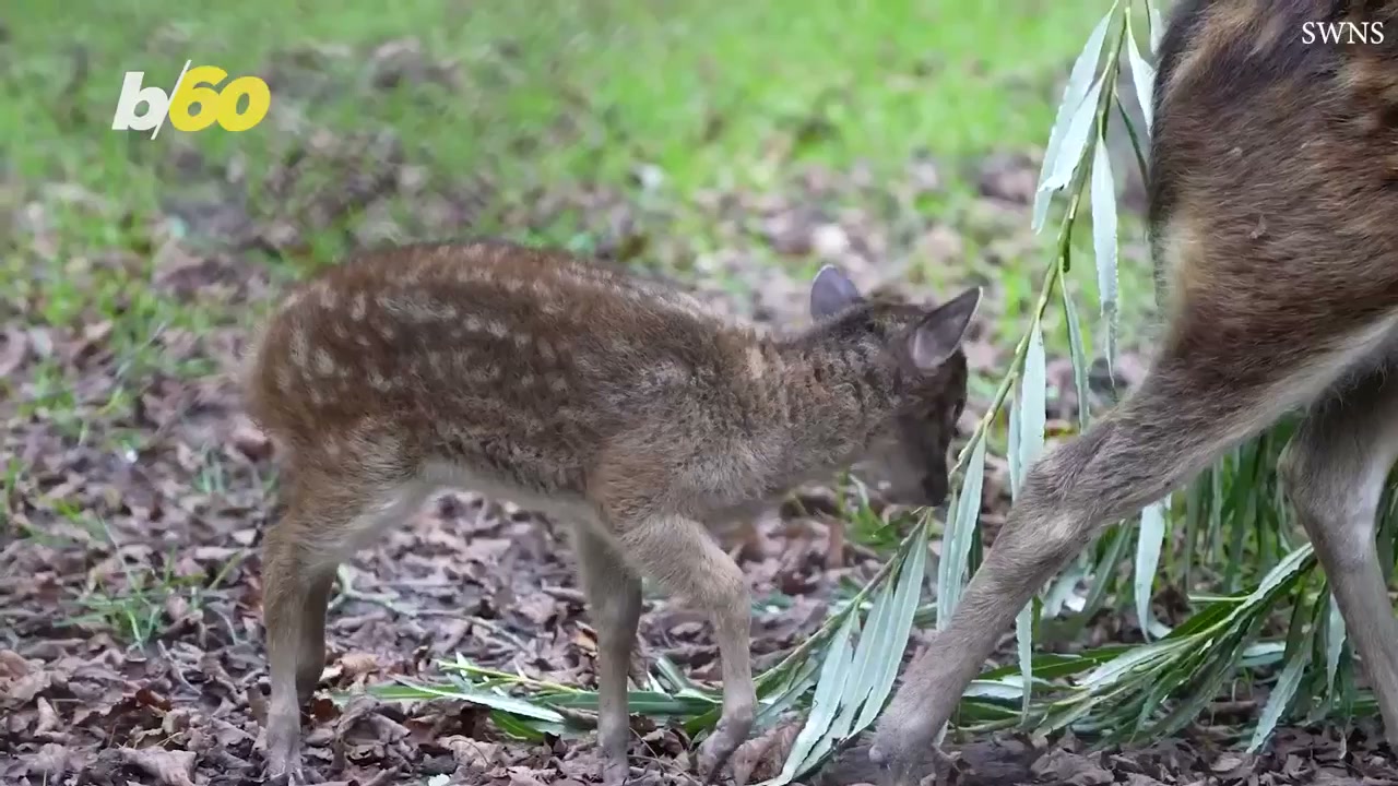 This spotted deer that was just born is extremely rare!