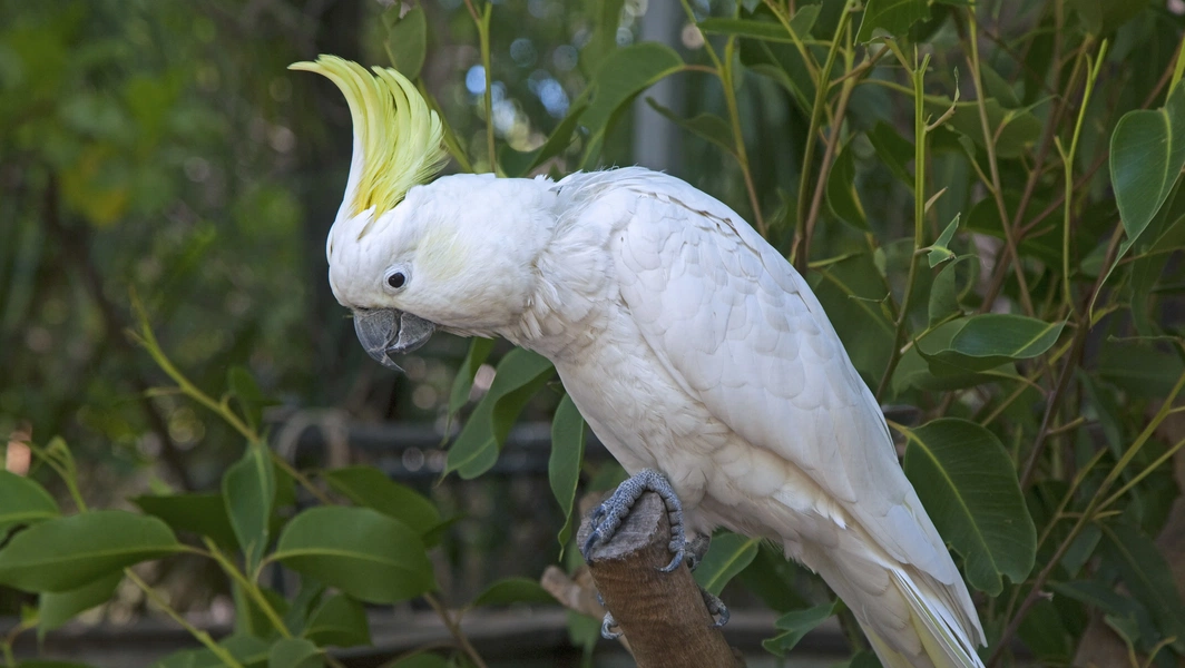Cockatoos’ remarkable mimicry and social communication
