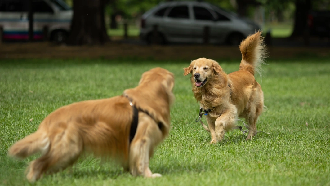 16 dog breeds ranked by affection styles