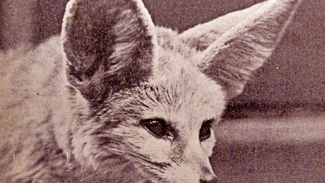 12 exotic animals you can keep as pets