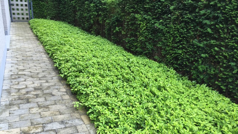 Tips and tricks for growing thriving ground cover plants in your yard