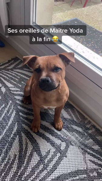 Le chiot était mignon, mais ses oreilles étaient les véritables vedettes