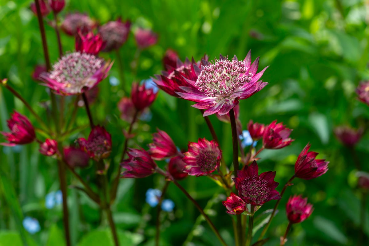 7 drought-tolerant plants that actually thrive in shade