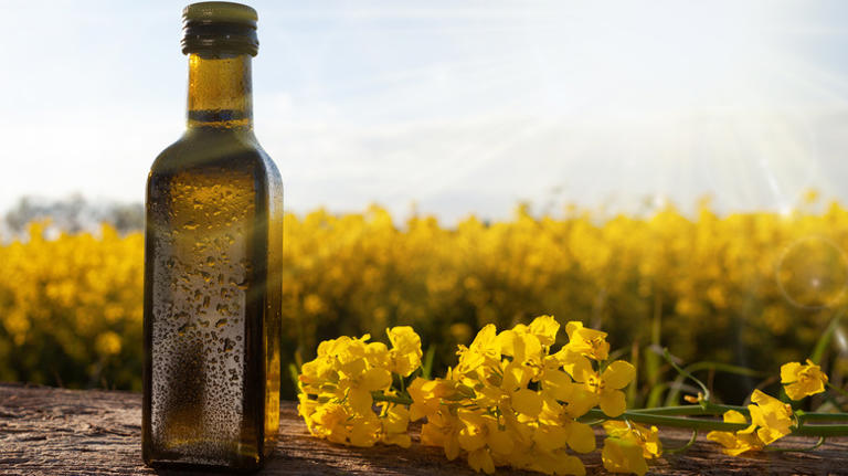 Is canola oil healthy? Here's what we know