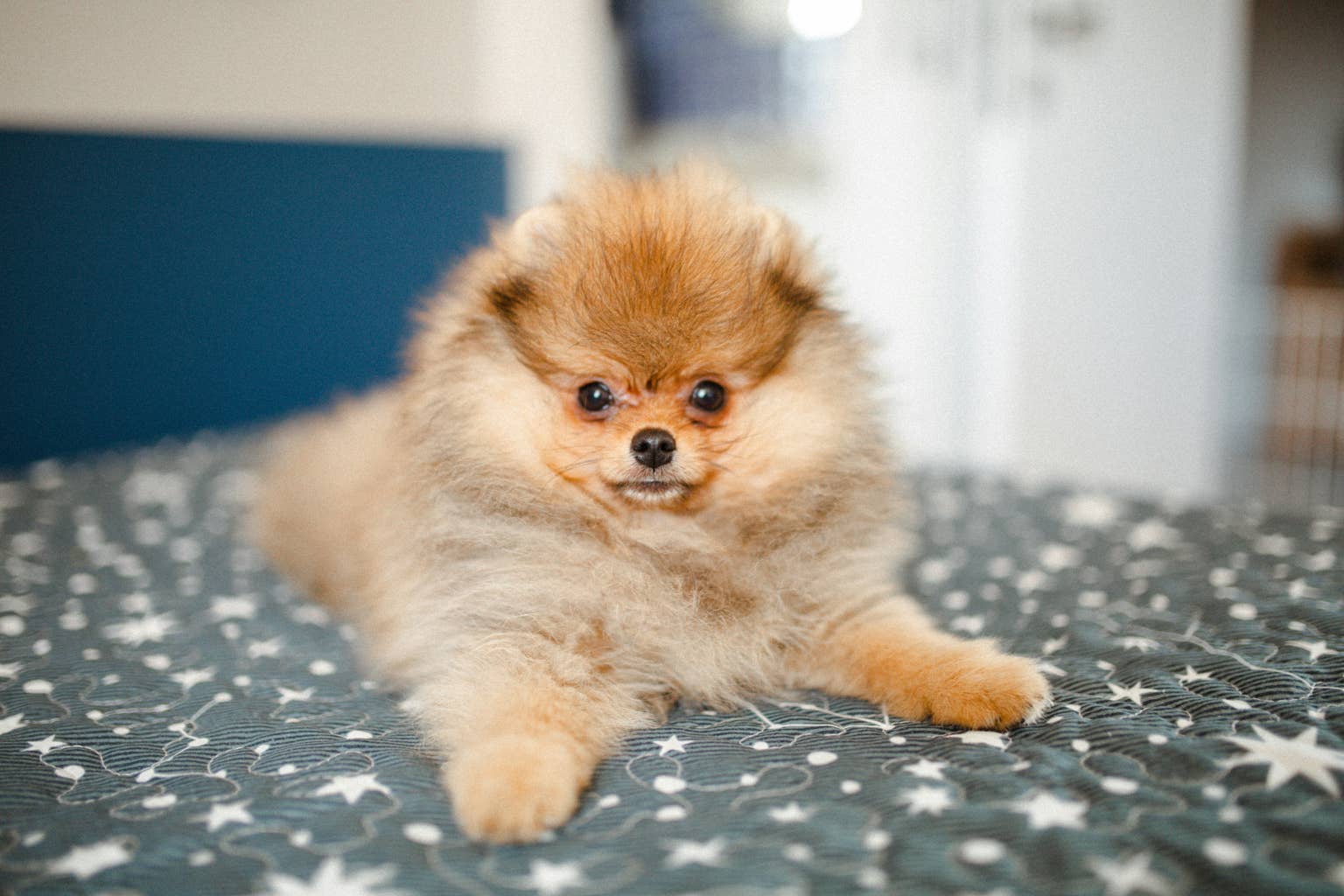Watch an adorably fluffy Pomeranian take the 'Velcro dog test'