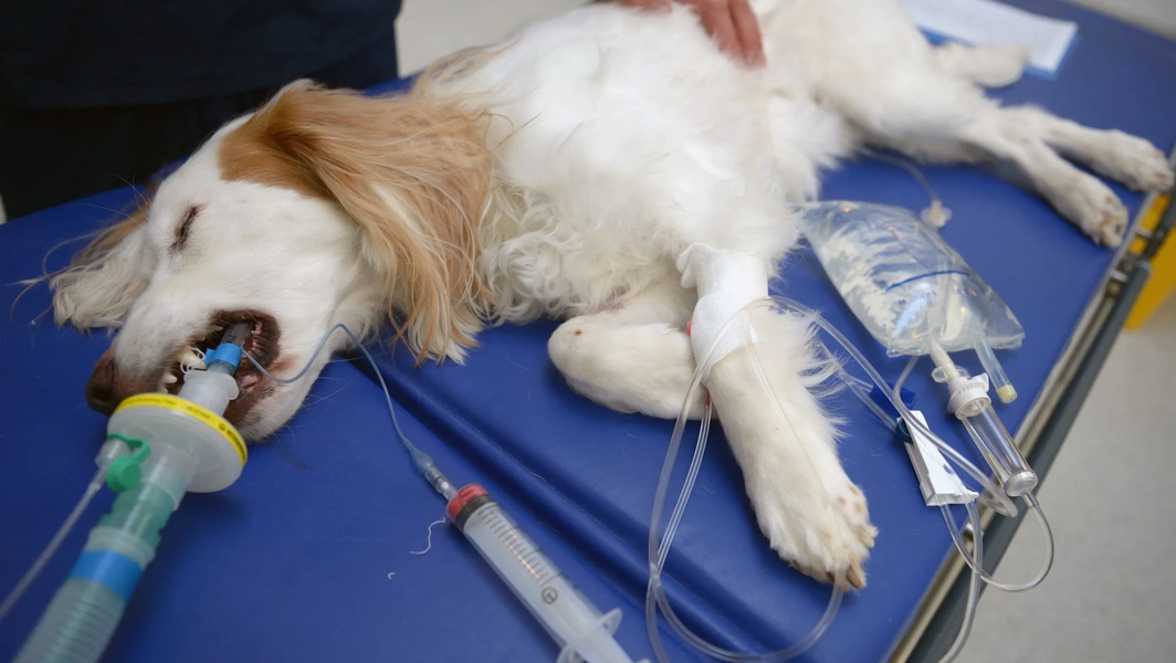 8 signs a dog may be nearing the end of life