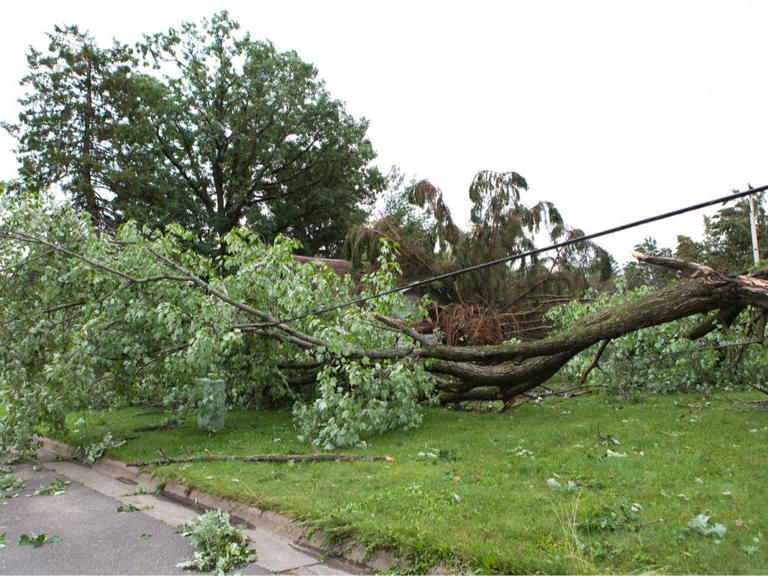 Wilmette to collect large tree limbs left by recent storms