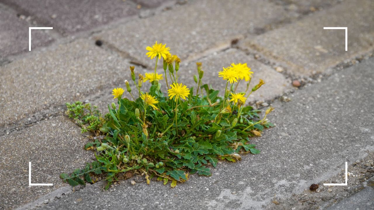 This easy weed-killing trick is perfect for tackling stubborn paving ...