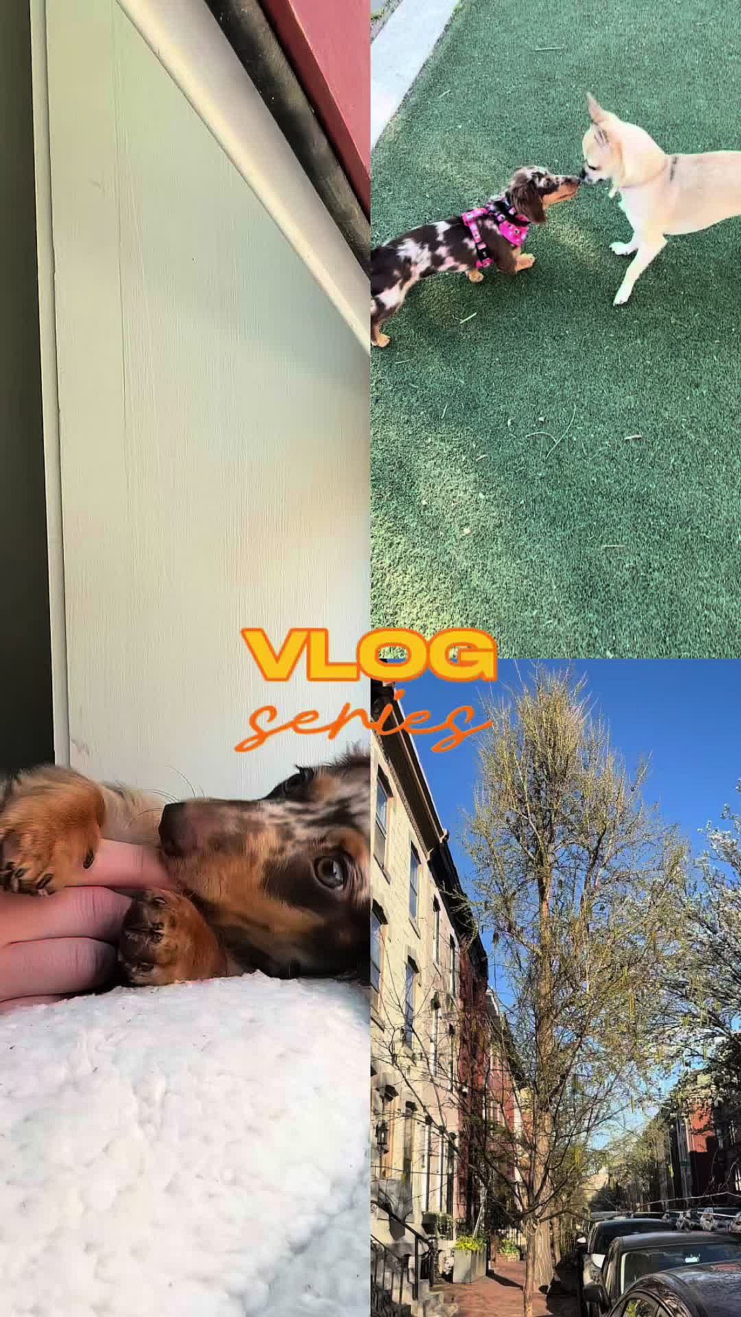 A day at the dog park – sunshine, playtime, and happy pups